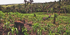 Cultivating Legacy: 10 Insights into the Ingenious Farming Secrets of ...